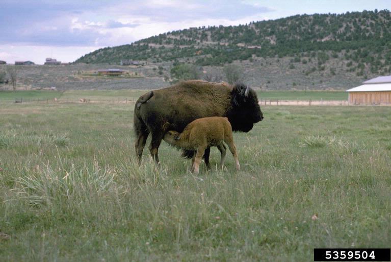 American bison (Bison bison Linnaeus)