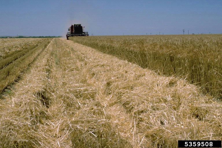 common wheat (Triticum aestivum L.)