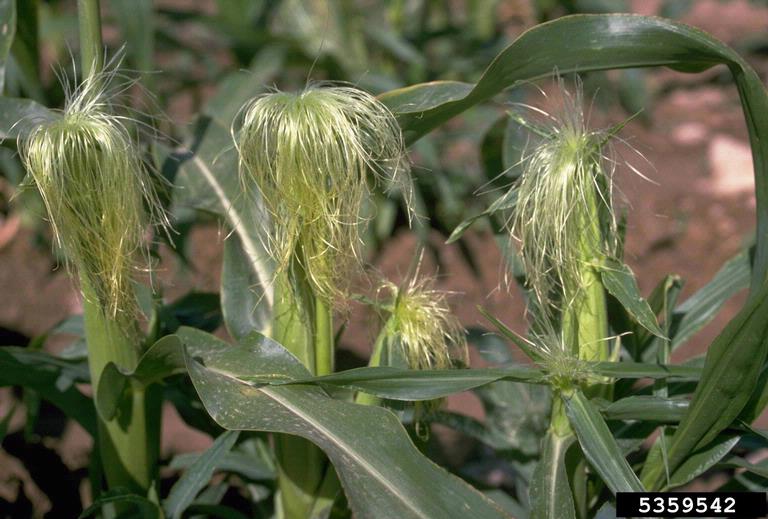 corn (Zea mays L.)