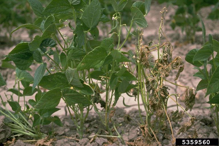 Fusarium wilt (Fusarium oxysporum f.sp. phaseoli J.B. Kendr. & W.C. Snyder)