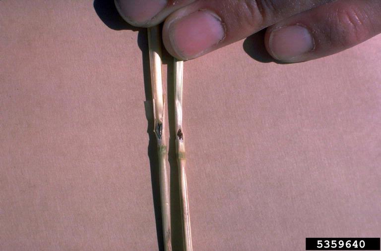 Hessian fly (Mayetiola destructor)