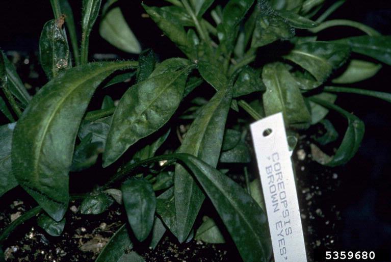 tomato spotted wilt virus (TSWV) (Tospovirus Tomato spotted wilt virus)