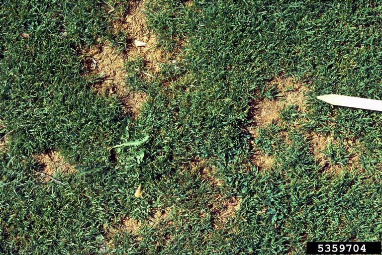 Pythium diseases (Genus Pythium)