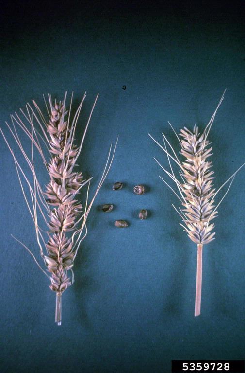 dwarf bunt, dwarf smut (Tilletia controversa)