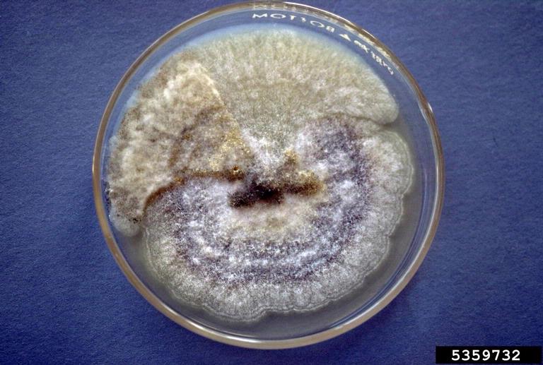 Dutch elm disease (Ophiostoma ulmi)