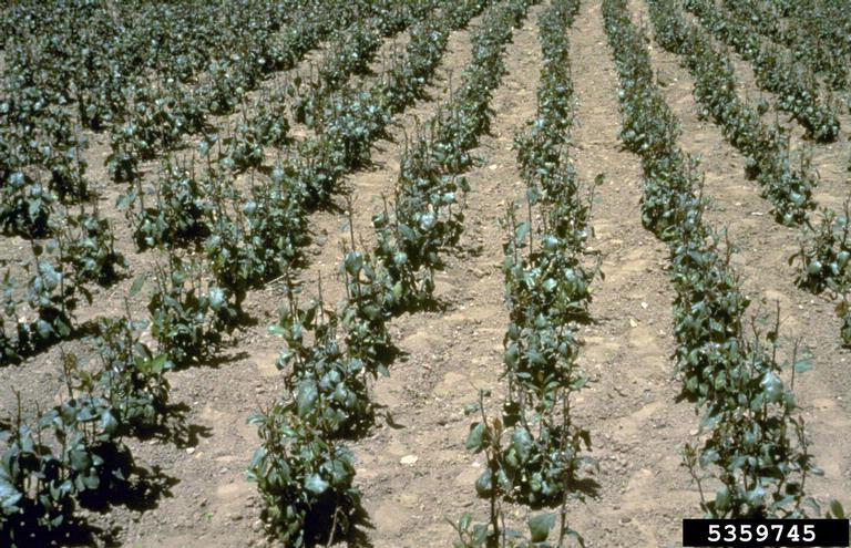 khat, Catha edulis (Celastrales: Celastraceae) - 5359745