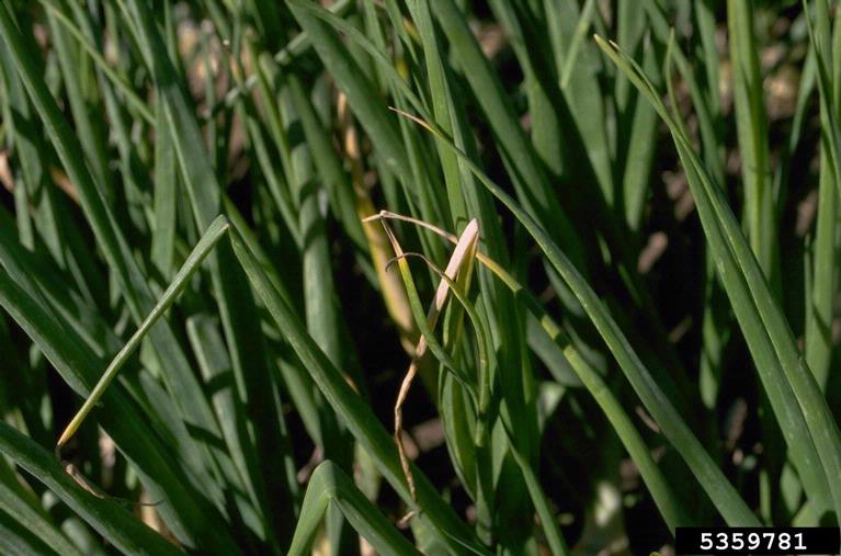 botrytis rot (Botrytis allii)