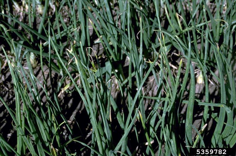 botrytis rot (Botrytis allii)