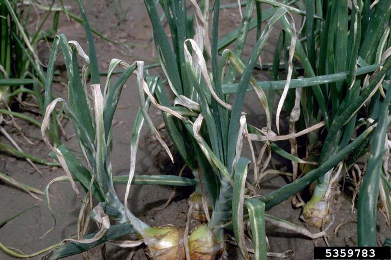 iris yellow spot virus (IYSV) (Tospovirus Iris yellow spot virus)