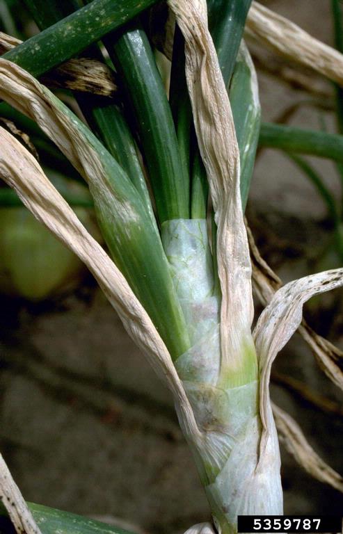 iris yellow spot virus (IYSV) (Tospovirus Iris yellow spot virus)