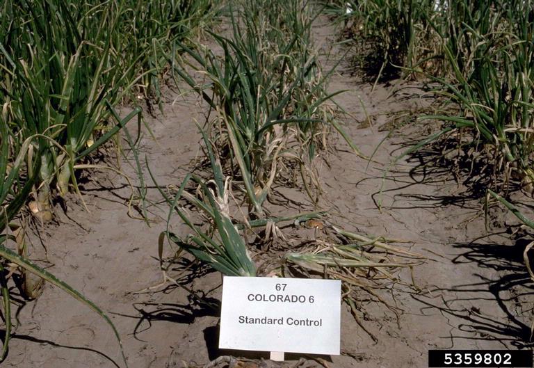 iris yellow spot virus (IYSV) (Tospovirus Iris yellow spot virus (IYSV))