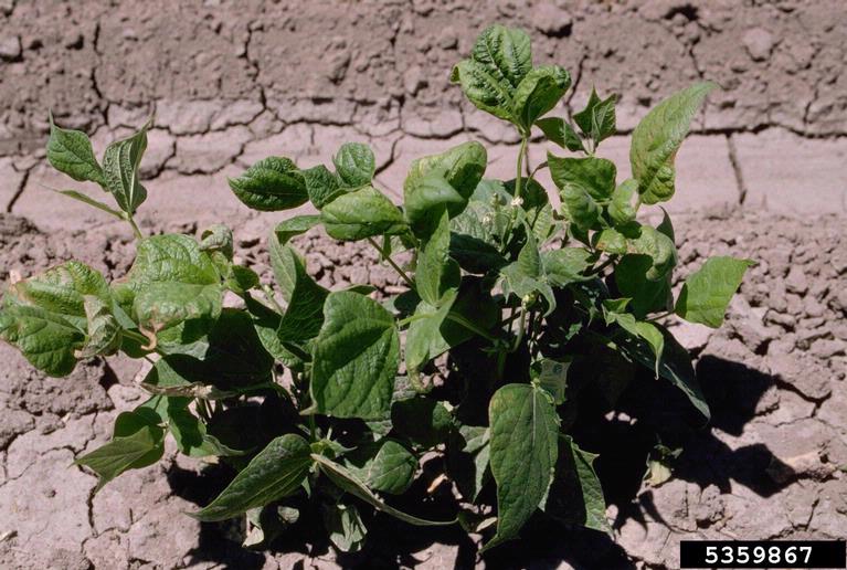 bean common mosaic virus (BCMV) (Potyvirus Bean common mosaic virus)