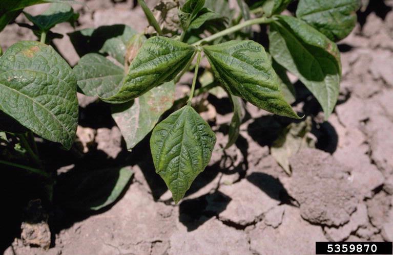 bean common mosaic virus (BCMV) (Potyvirus Bean common mosaic virus)