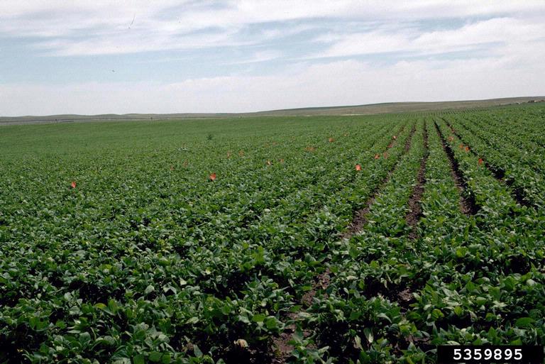 common bean (Phaseolus vulgaris)