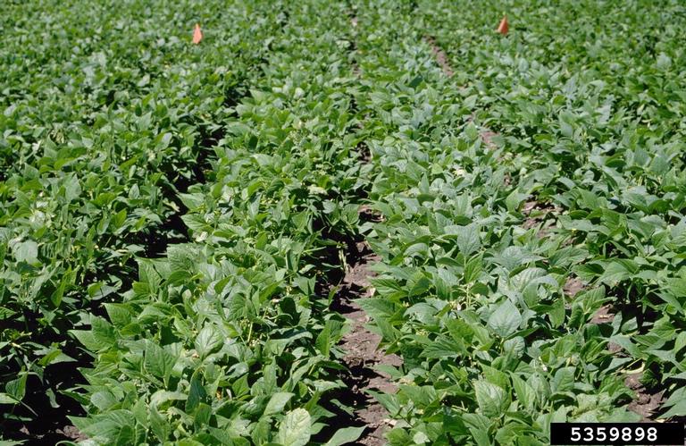 common bean (Phaseolus vulgaris L.)