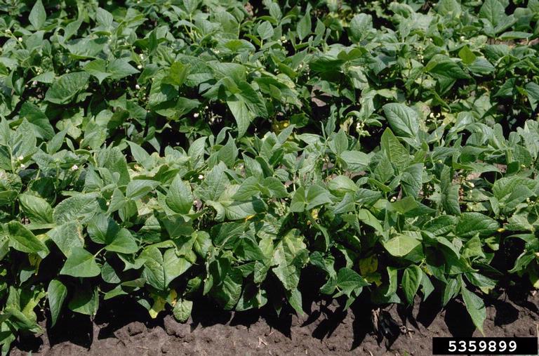 common bean (Phaseolus vulgaris)