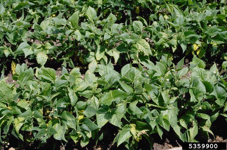 common bean (Phaseolus vulgaris L.)