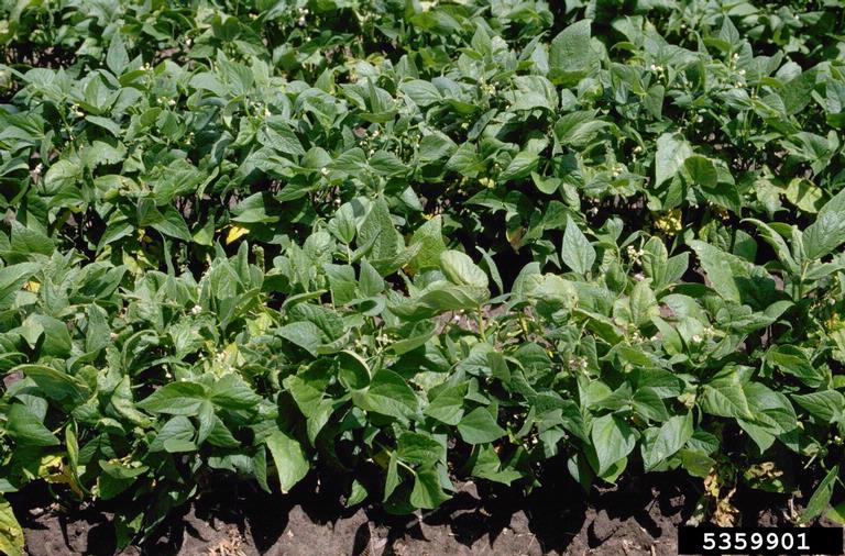 common bean (Phaseolus vulgaris L.)