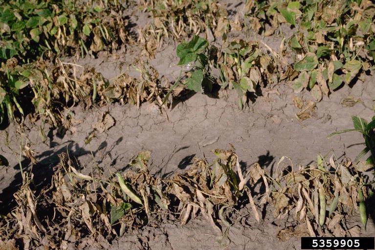 Common bacterial blight of beans, fuscous blight (Xanthomonas ...