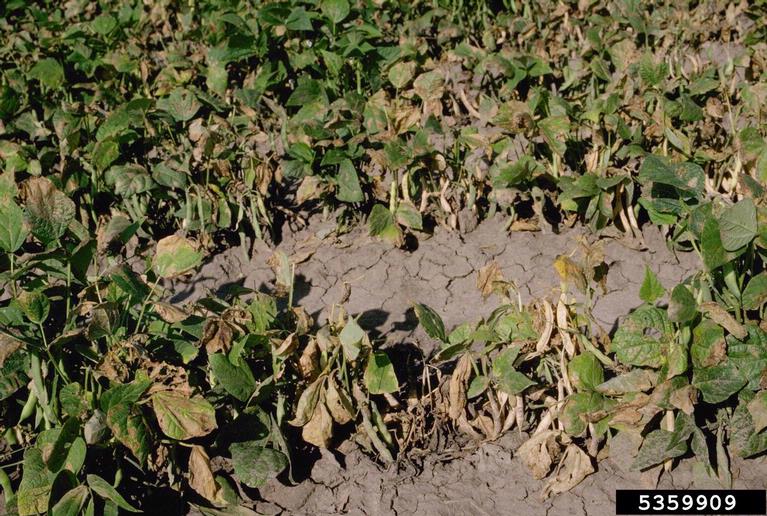 Common bacterial blight of beans, fuscous blight (Xanthomonas ...
