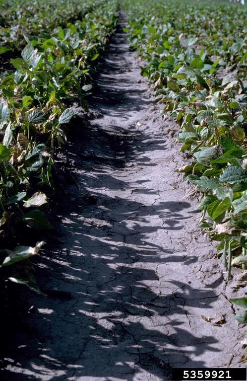 Common bacterial blight of beans, fuscous blight (Xanthomonas ...
