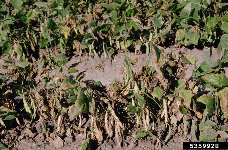 Common bacterial blight of beans, fuscous blight (Xanthomonas ...