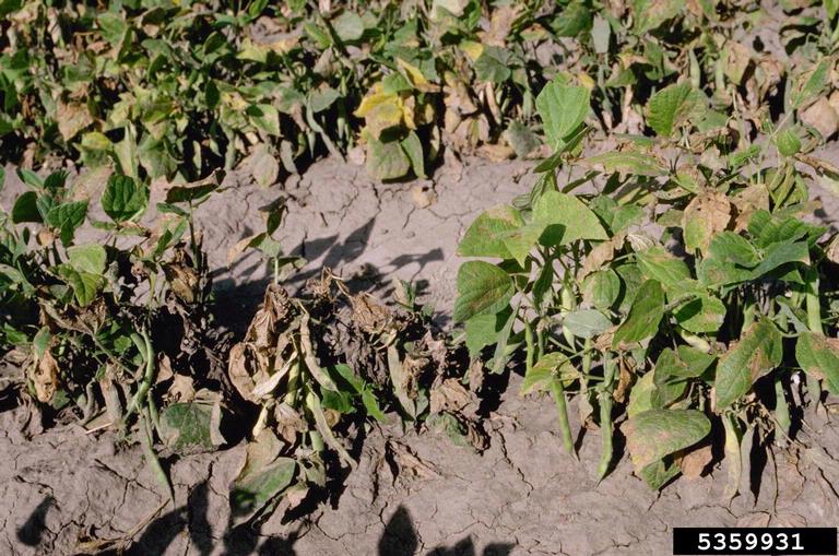 Common bacterial blight of beans, fuscous blight (Xanthomonas ...