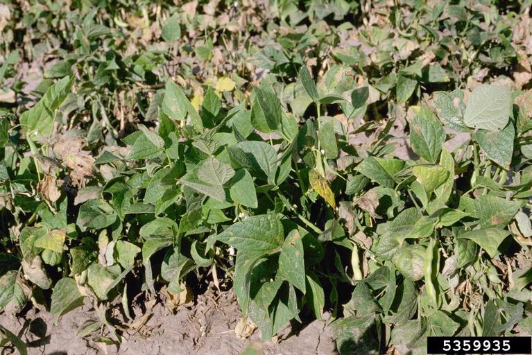 Common bacterial blight of beans, fuscous blight (Xanthomonas ...