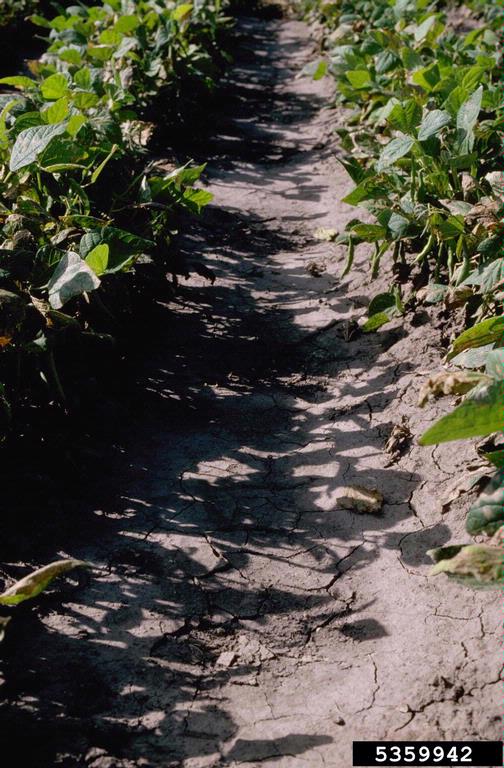 Common bacterial blight of beans, fuscous blight (Xanthomonas ...