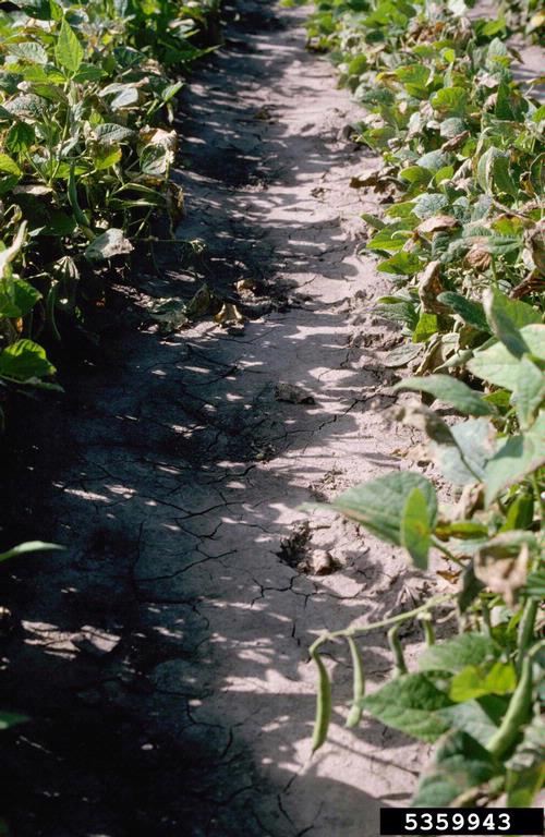 Common bacterial blight of beans, fuscous blight (Xanthomonas ...