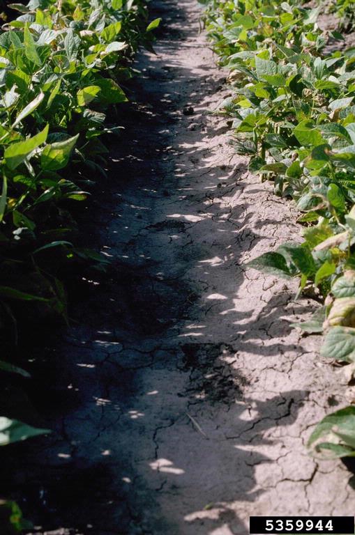 Common bacterial blight of beans, fuscous blight (Xanthomonas ...