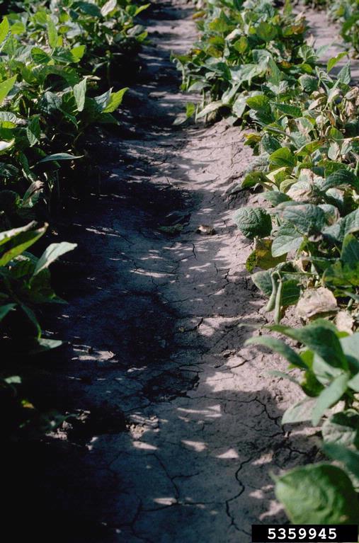 Common bacterial blight of beans, fuscous blight (Xanthomonas ...