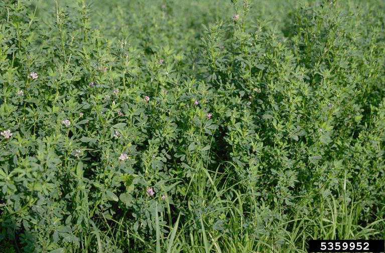 alfalfa (Medicago sativa L.)