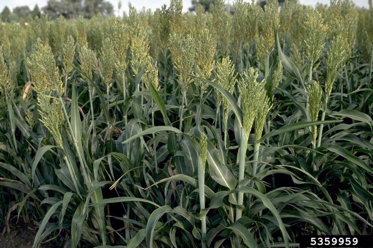 sorghum (type unspecified) (Sorghum bicolor)