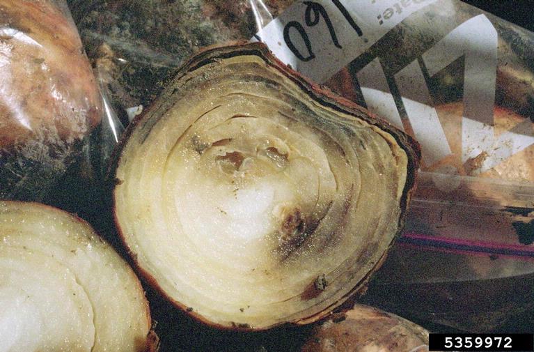 botrytis rot (Botrytis allii)