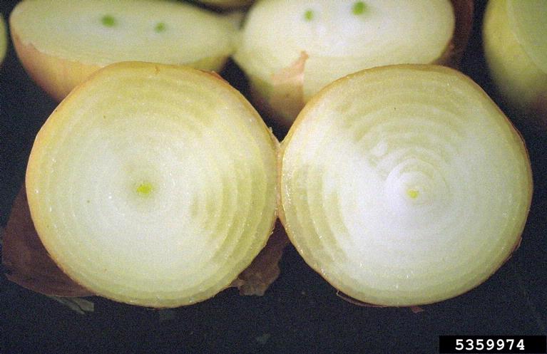 garden onion (Allium cepa L.)