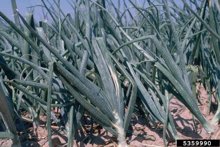 iris yellow spot virus (IYSV) (Orthotospovirus iridimaculaflavi)