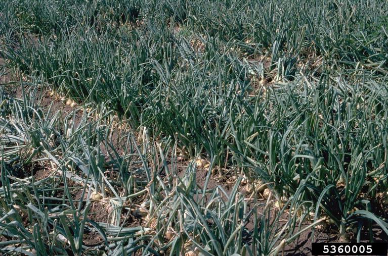 iris yellow spot virus (IYSV) (Tospovirus Iris yellow spot virus (IYSV))