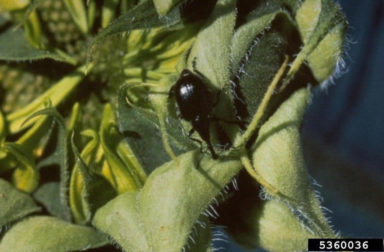 sunflower headclipping weevil (Haplorhynchites aeneus (Boheman, 1829))