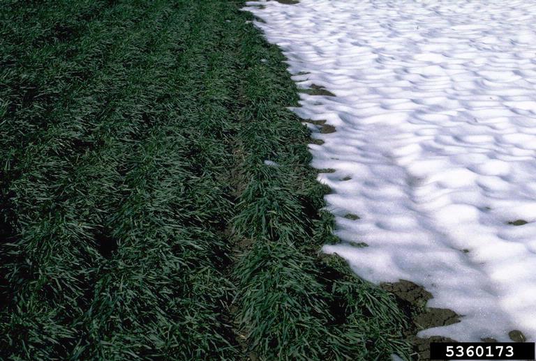 common wheat (Triticum aestivum L.)