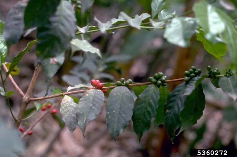 coffee (Genus Coffea)