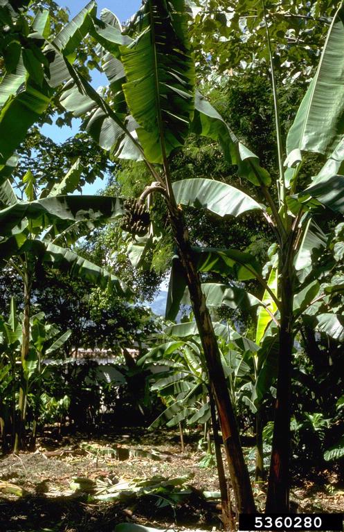 plantain, Musa x paradisiaca (Zingiberales: Musaceae) - 5360280