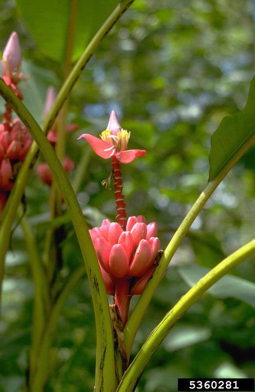 bananas (Genus Musa)