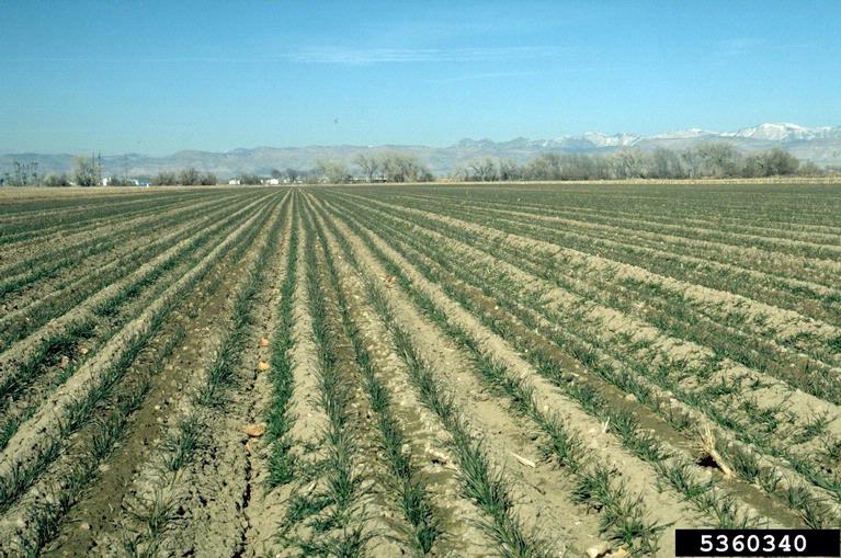 common wheat (Triticum aestivum)