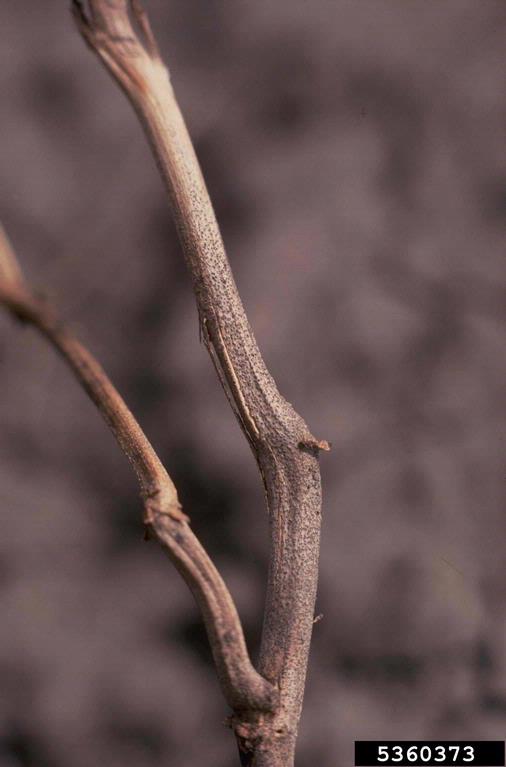 charcoal rot (Macrophomina phaseolina)