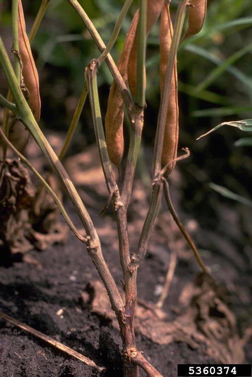 charcoal rot (Macrophomina phaseolina)
