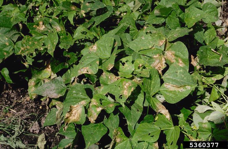 Rhizoctonia damping-off, blight and rot (Rhizoctonia solani J.G. Kühn)