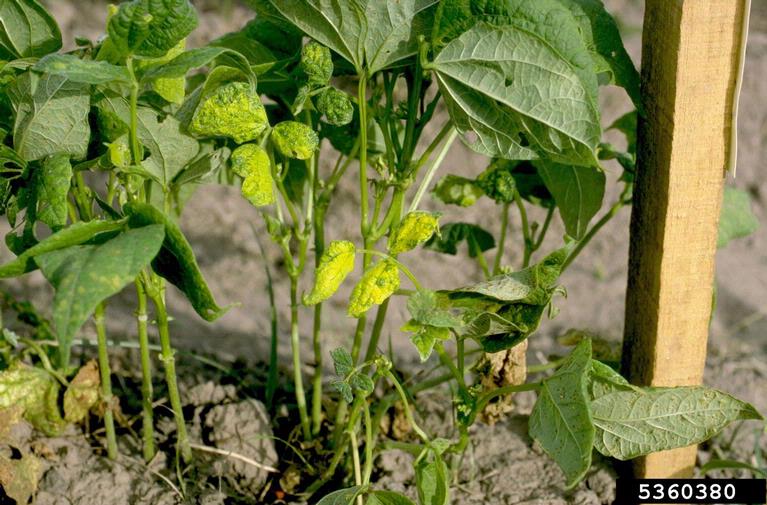 bean golden mosaic virus BGMV) (Begomovirus Bean golden mosaic virus)