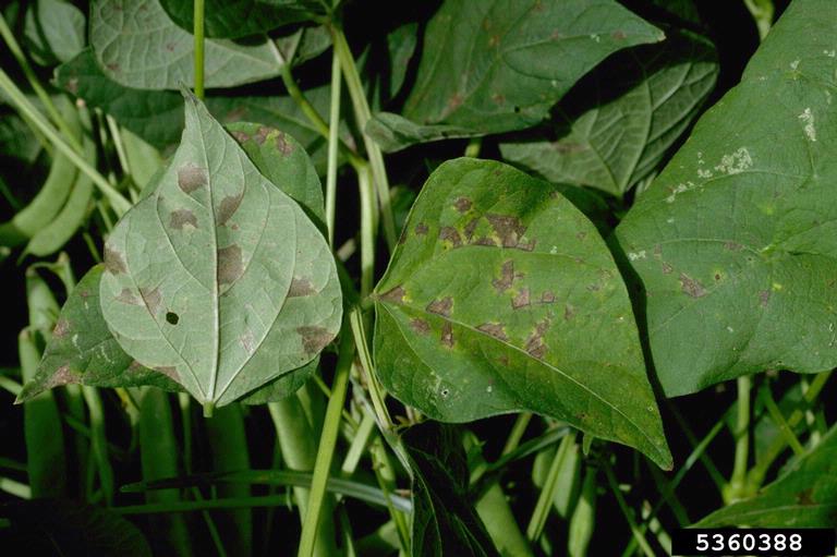 bean angular leaf spot (Phaeoisariopsis griseola)