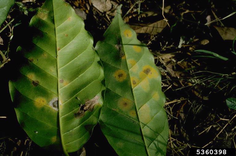 coffee leaf rust (Hemileia vastatrix)